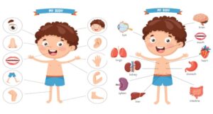 Body Parts Vocabulary in Swedish - Kroppsdelar på svenska - swedishkit.com